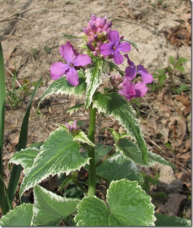 Ramblings of a Naturalist: Variegated honesty returns